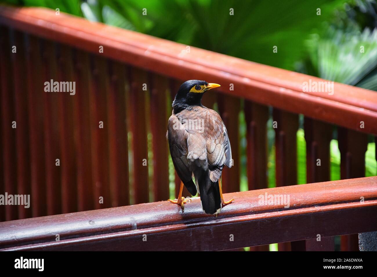 Myna Bird with a yellow beak, Black-brown in Phuket Thailand near ...
