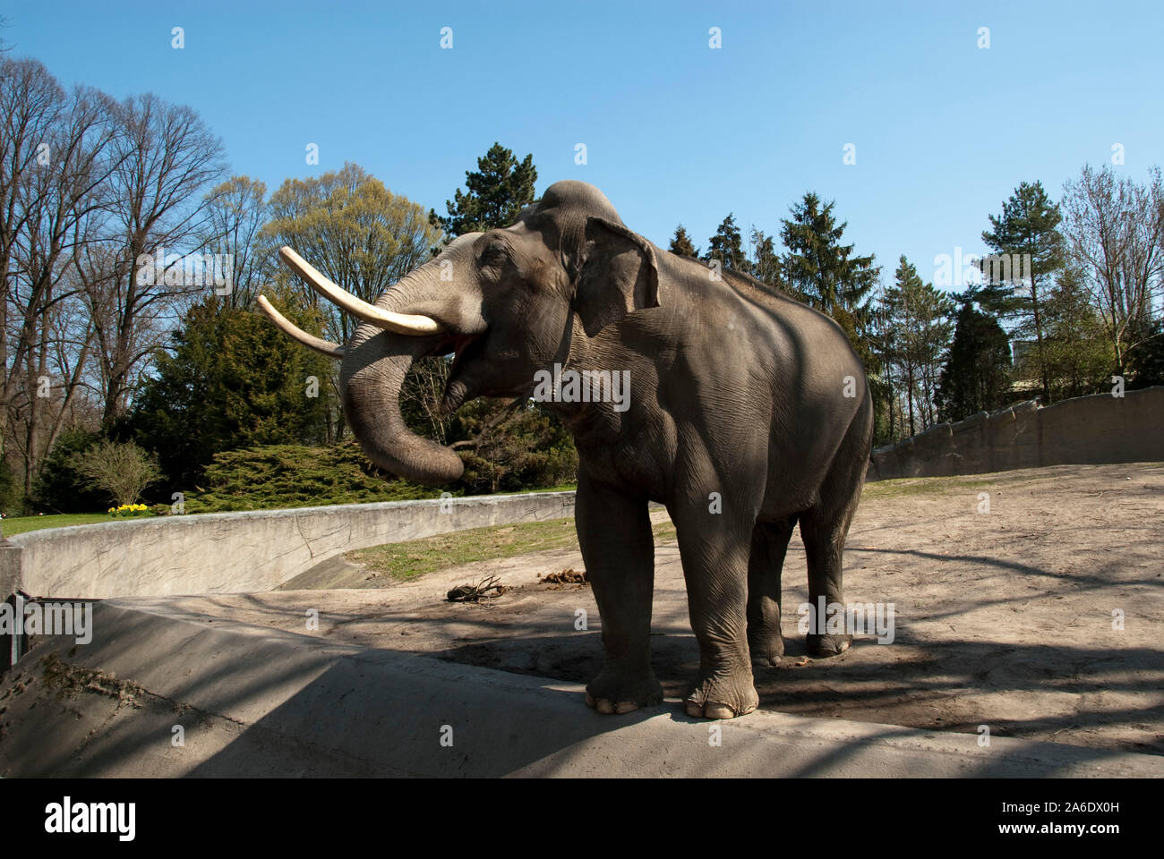 an elephant stands in an enclosure in a zoo Stock Photo - Alamy