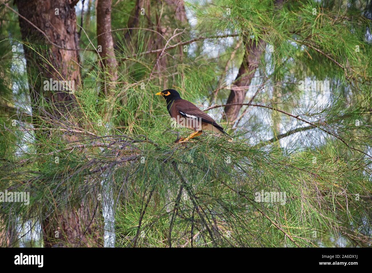 Myna Bird with a yellow beak, Black-brown in Phuket Thailand near ...