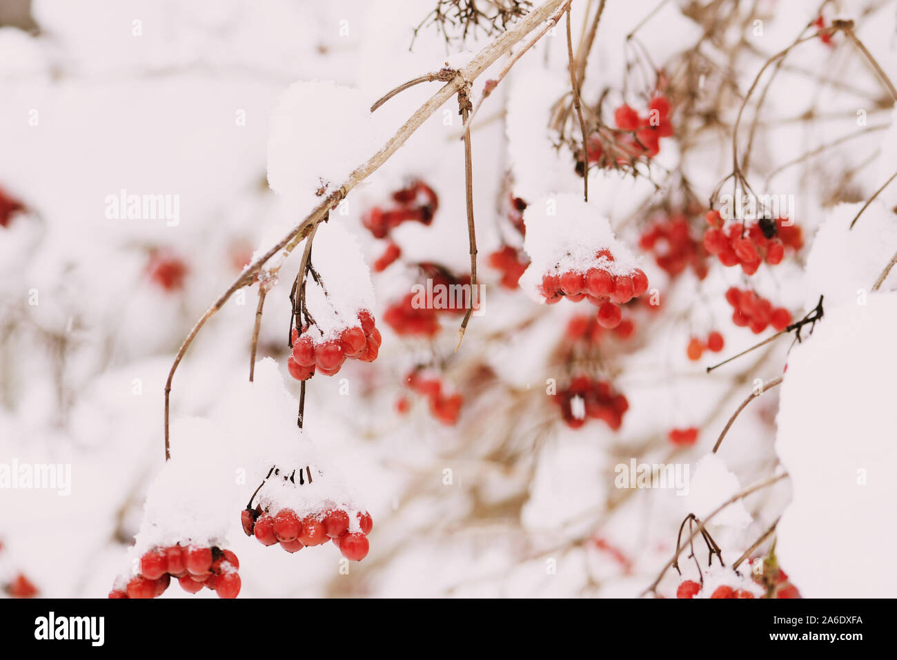 Ripe viburnum covered with snow close-up. Winter background Stock Photo ...