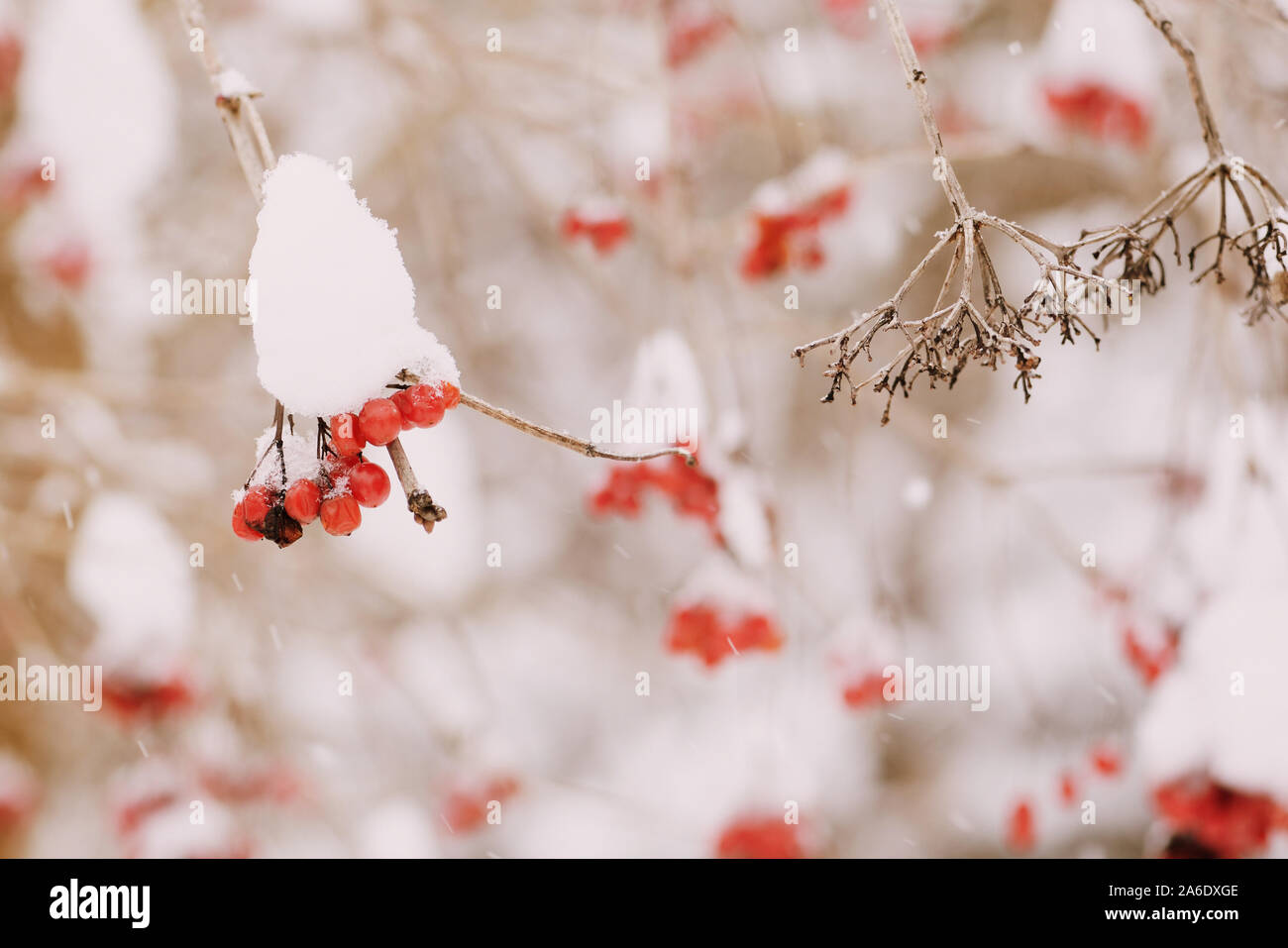 Ripe viburnum covered with snow close-up. Winter background Stock Photo ...