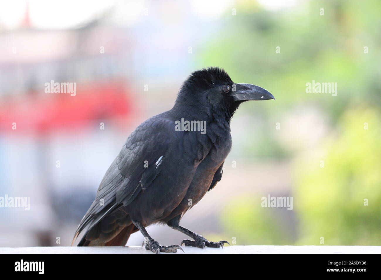Black crow, Corvus corone, common crow Stock Photo - Alamy
