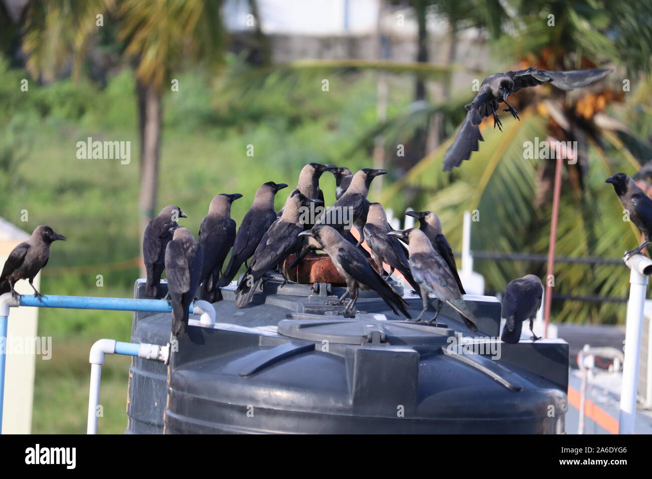 Group of crows hi-res stock photography and images - Alamy