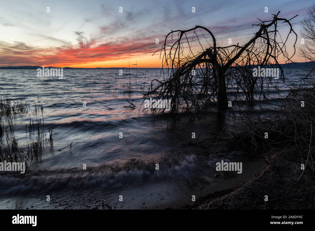 View of a lake on a windy day, with skeletal trees and water waves ...