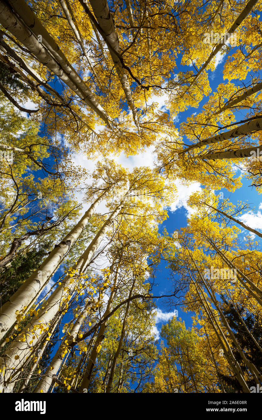 Colorful sunny forest scene in Autumn season with yellow trees in clear ...