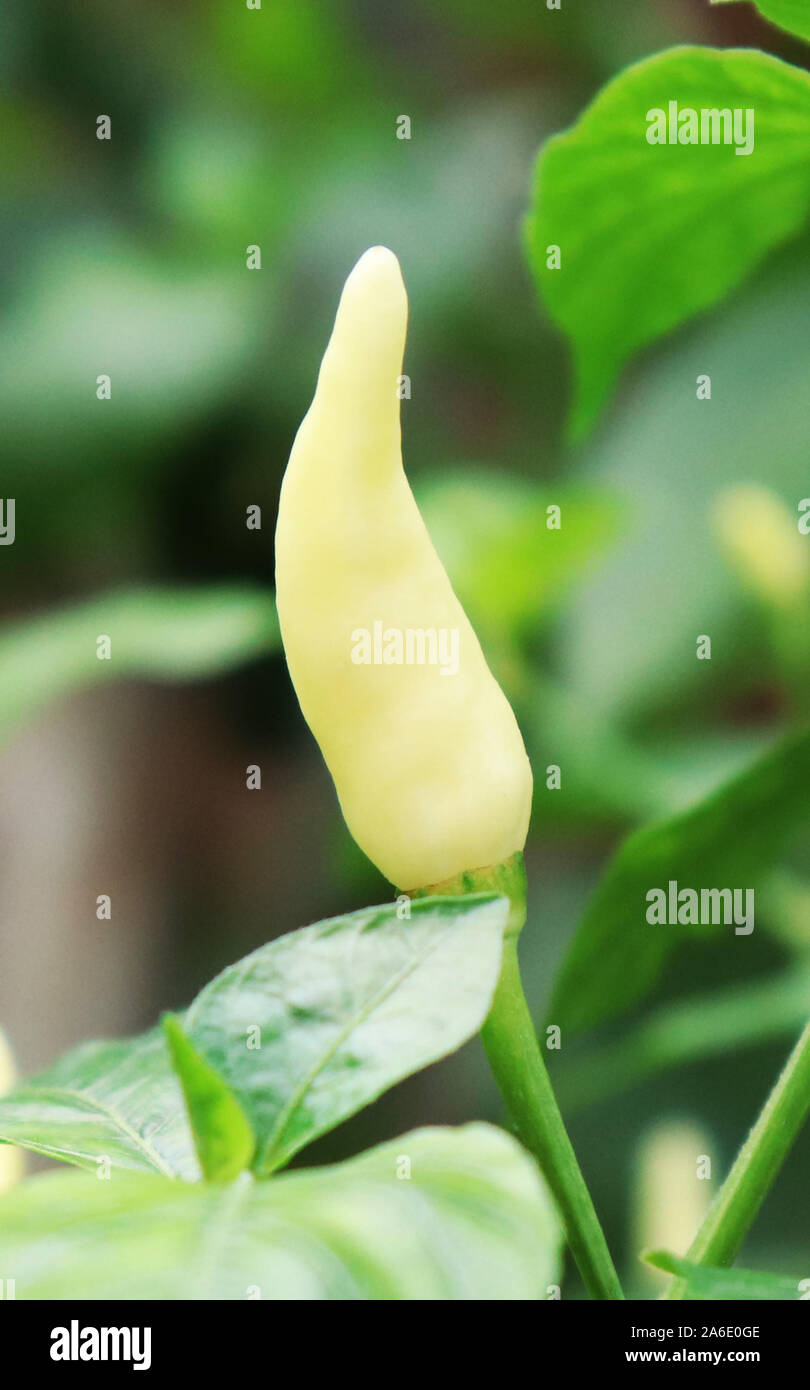 White chili on the tree in a garden Stock Photo - Alamy