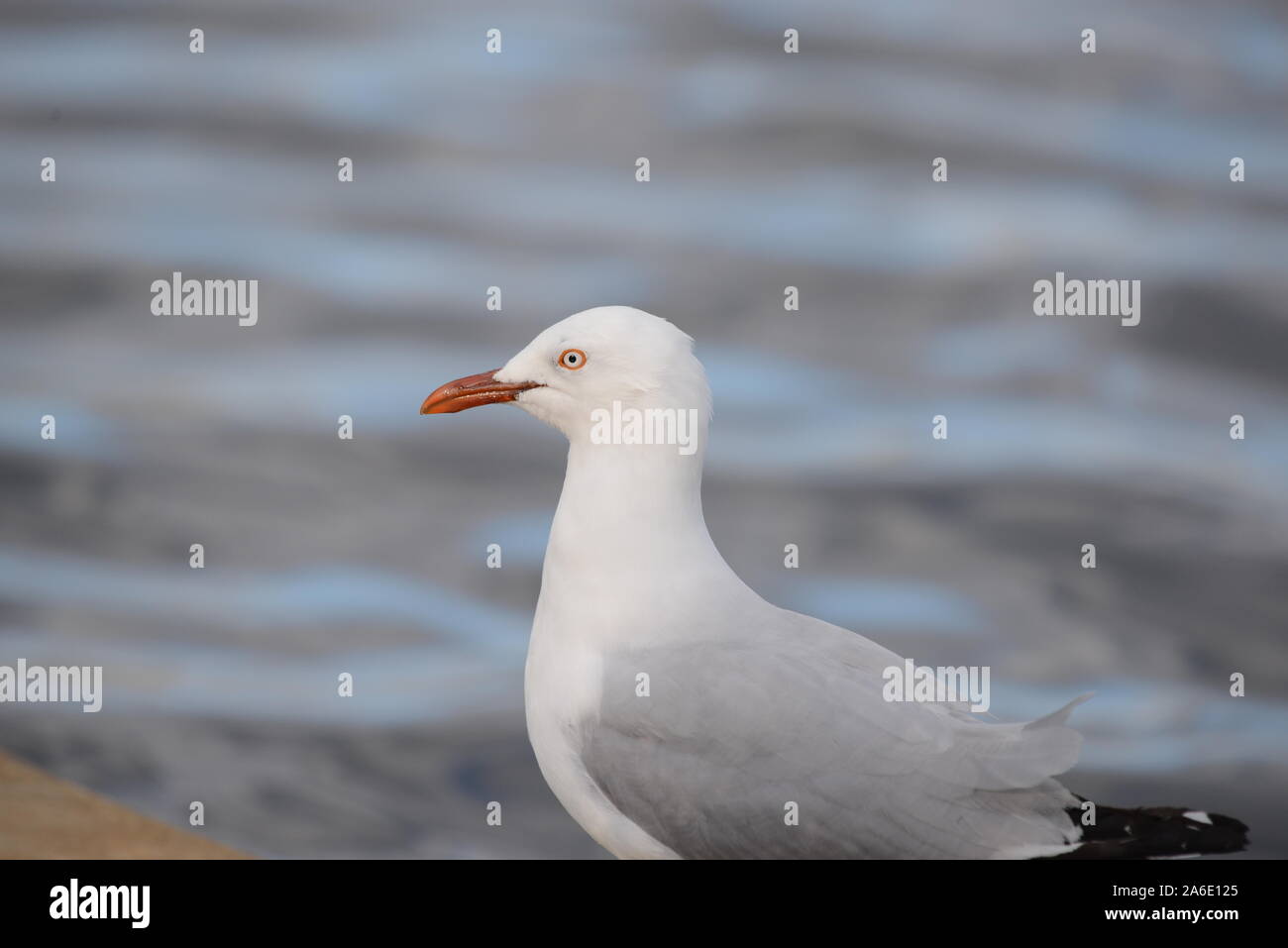 Most common australian gull hi-res stock photography and images - Alamy