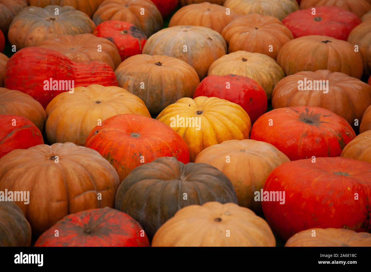 pumpkins in honor of the celebration of autumn and Halloween. festival ...