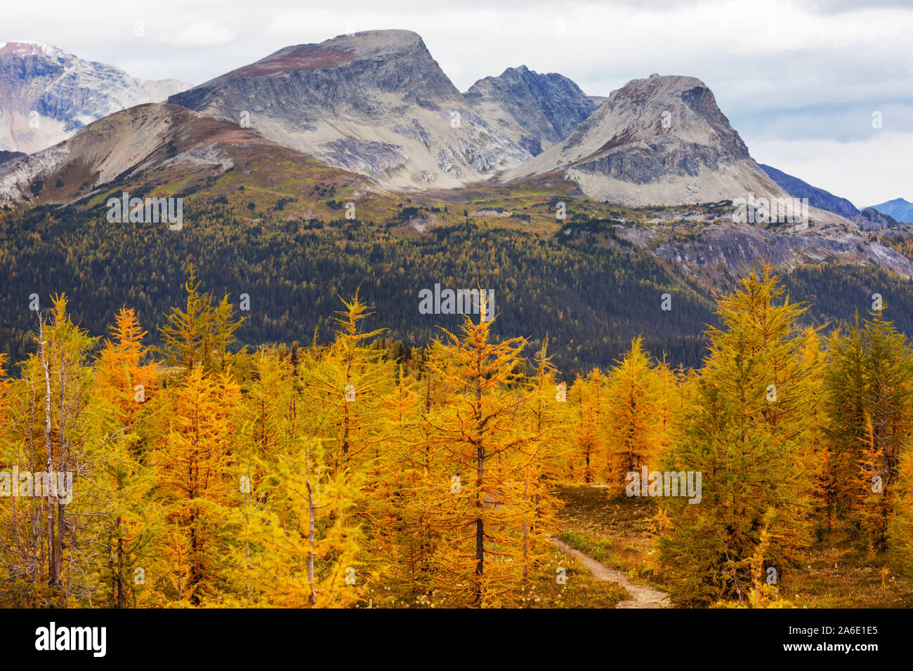 Beautiful golden larches in mountains, Canada. Fall season Stock Photo ...