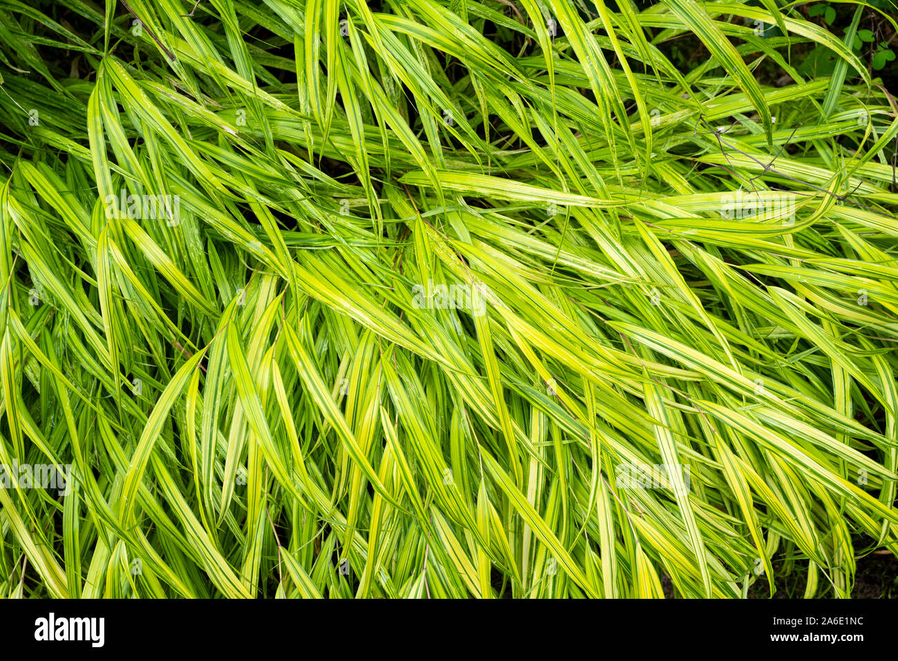 Bunchgrass hi-res stock photography and images - Alamy