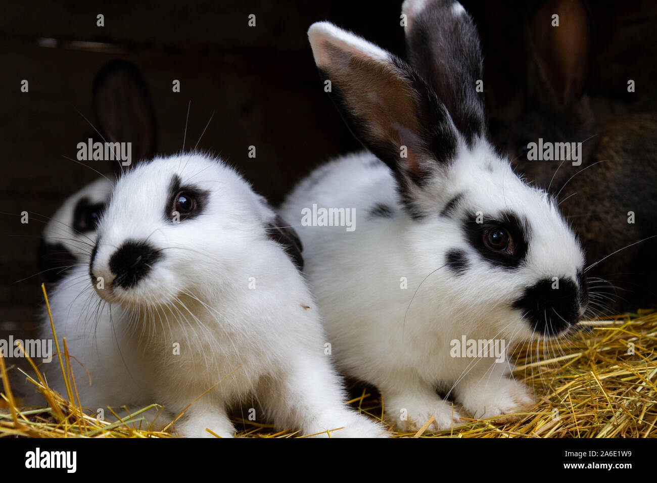 Black Rabbit And White Rabbits High Resolution Stock Photography and ...