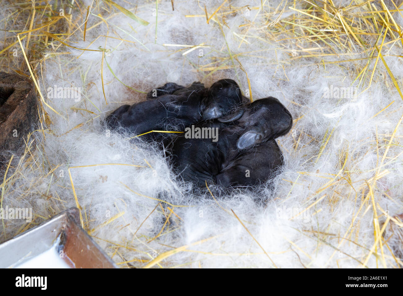 a litter of baby rabbits Stock Photo - Alamy