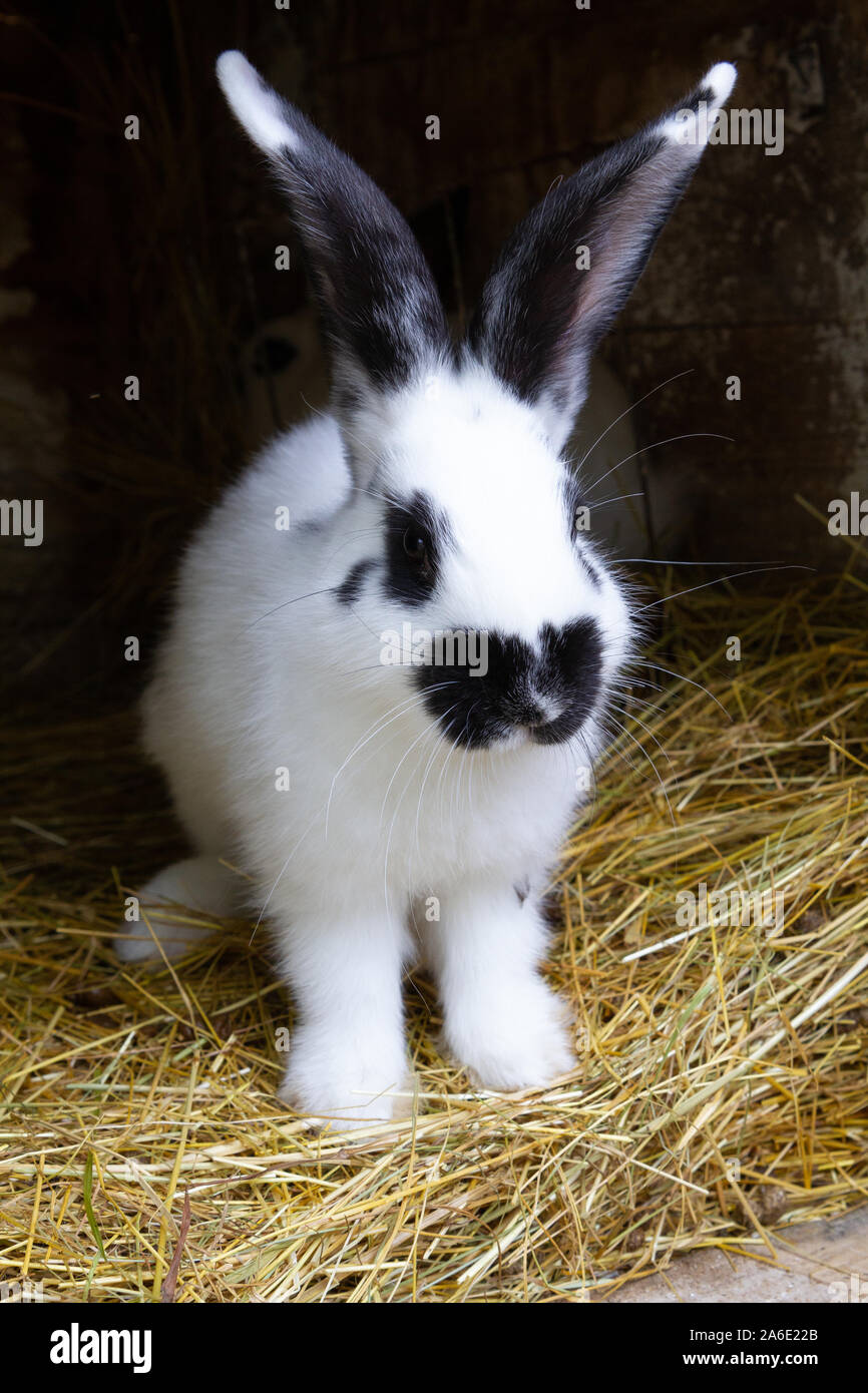 Fur with blotches hi-res stock photography and images - Alamy