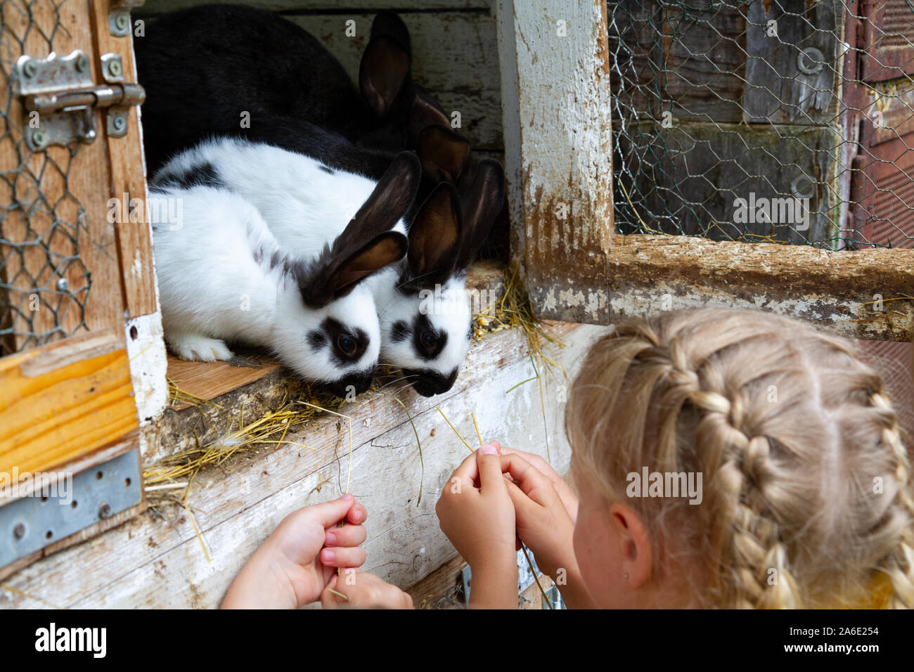 Children feeding rabbits in a cage Stock Photo - Alamy