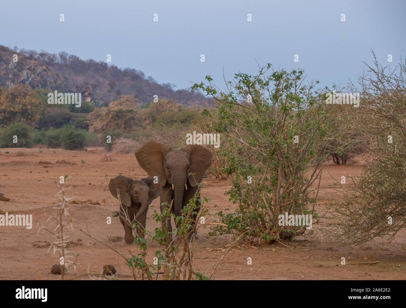 Family group dynamics in a small herd of African elephant foraging in ...