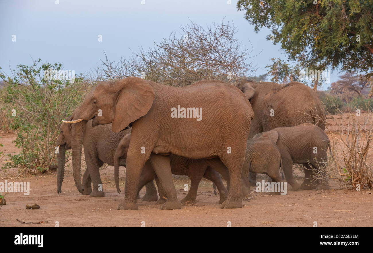 Family group dynamics in a small herd of African elephant foraging in ...
