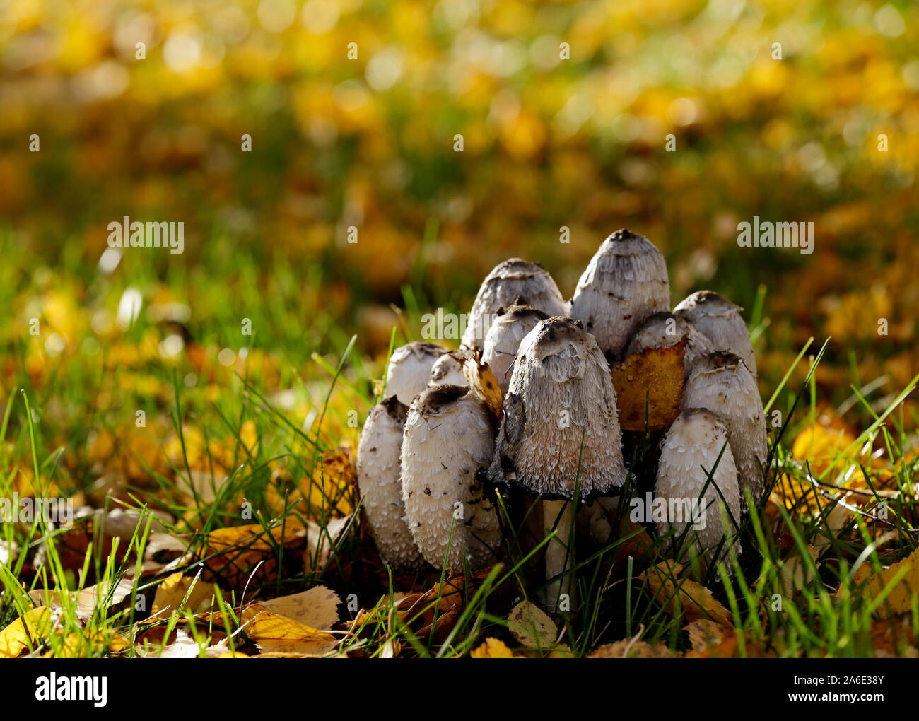 Shaggy yellow birch hi-res stock photography and images - Alamy