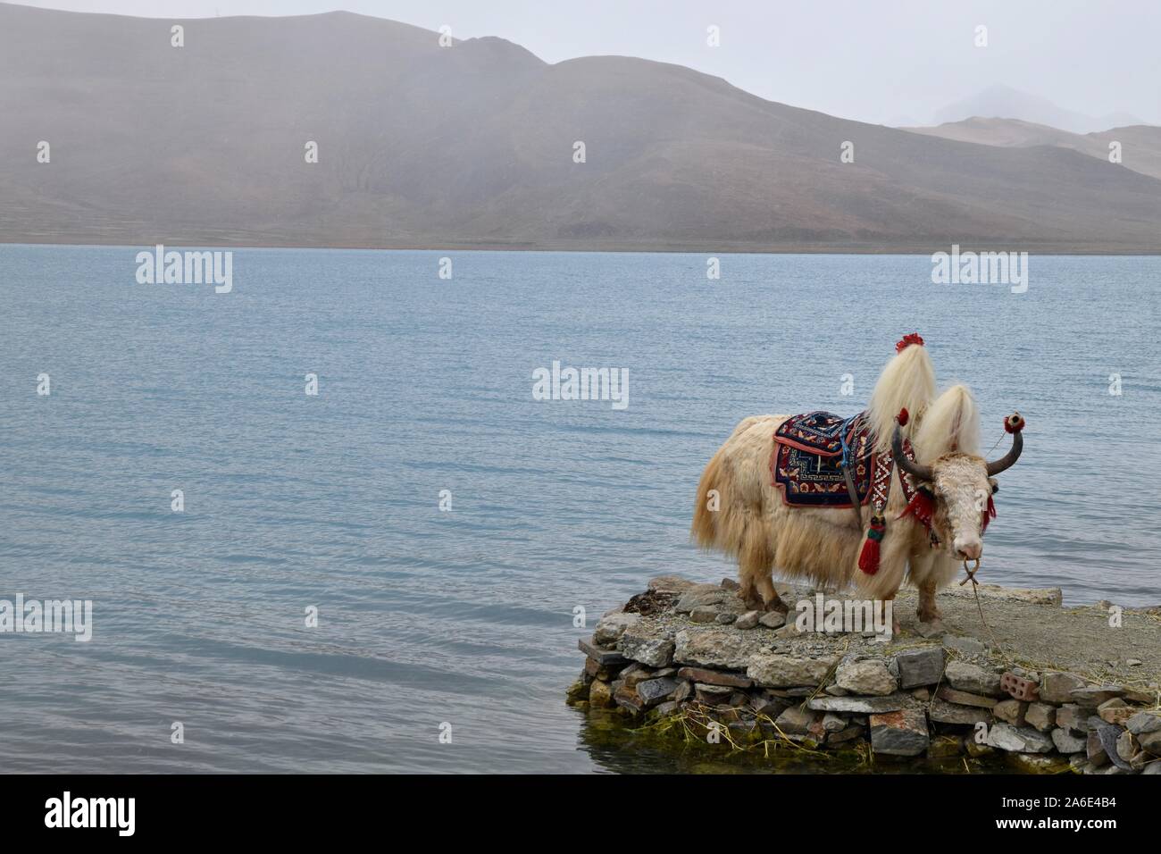 Yak yamdrok lake tibet hi-res stock photography and images - Alamy