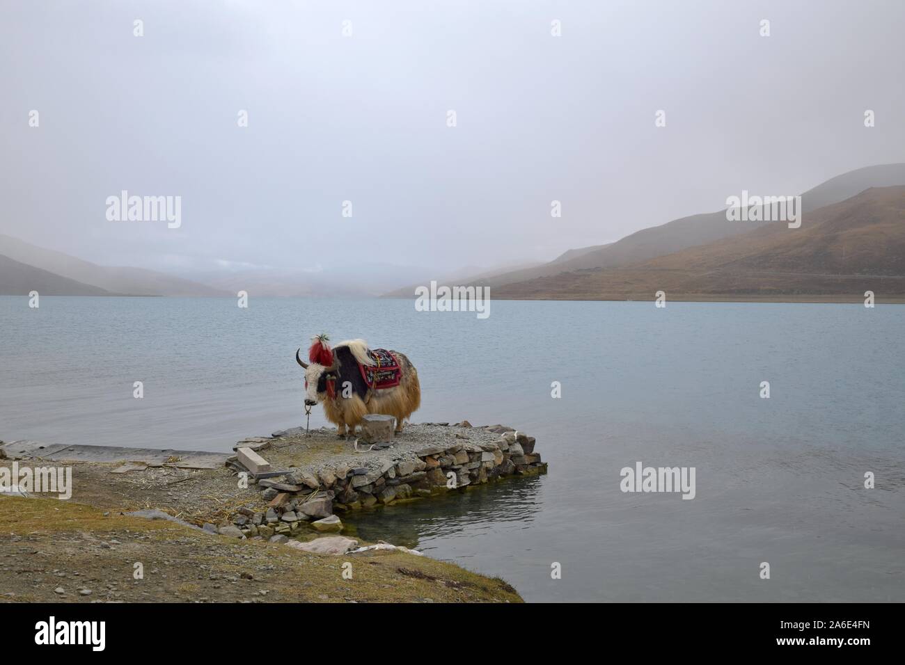 Yamdrok Lake is a freshwater lake in Tibet, it is one of the three largest sacred lakes in Tibet ...