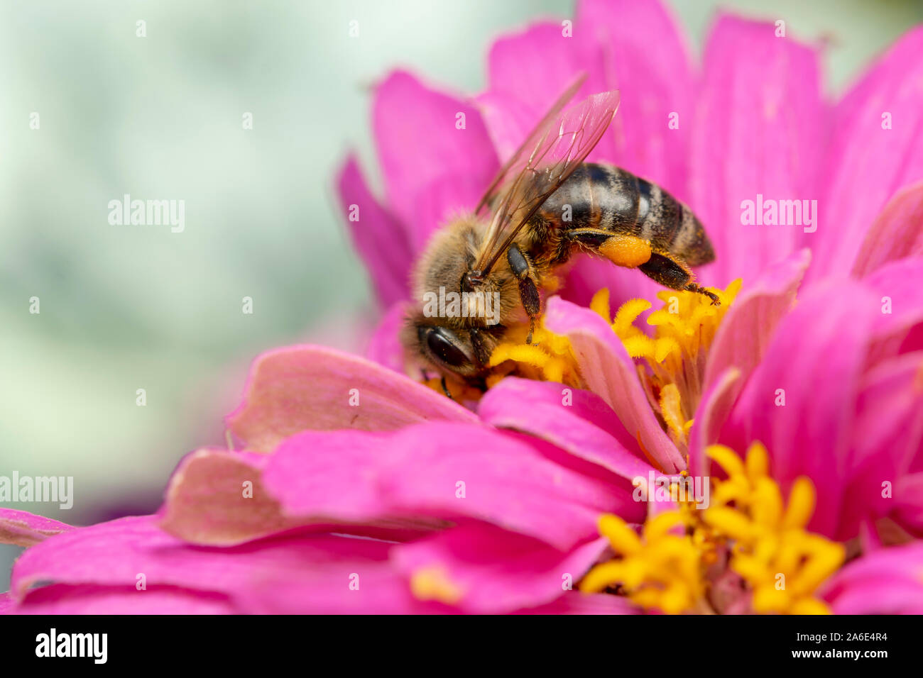 European honey bee (lat. Apis mellifera) or western honey bee, is the ...