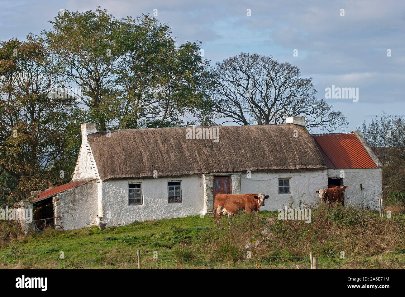 Cattle in front of an old Irish cottage near Malin in County Donegal ...
