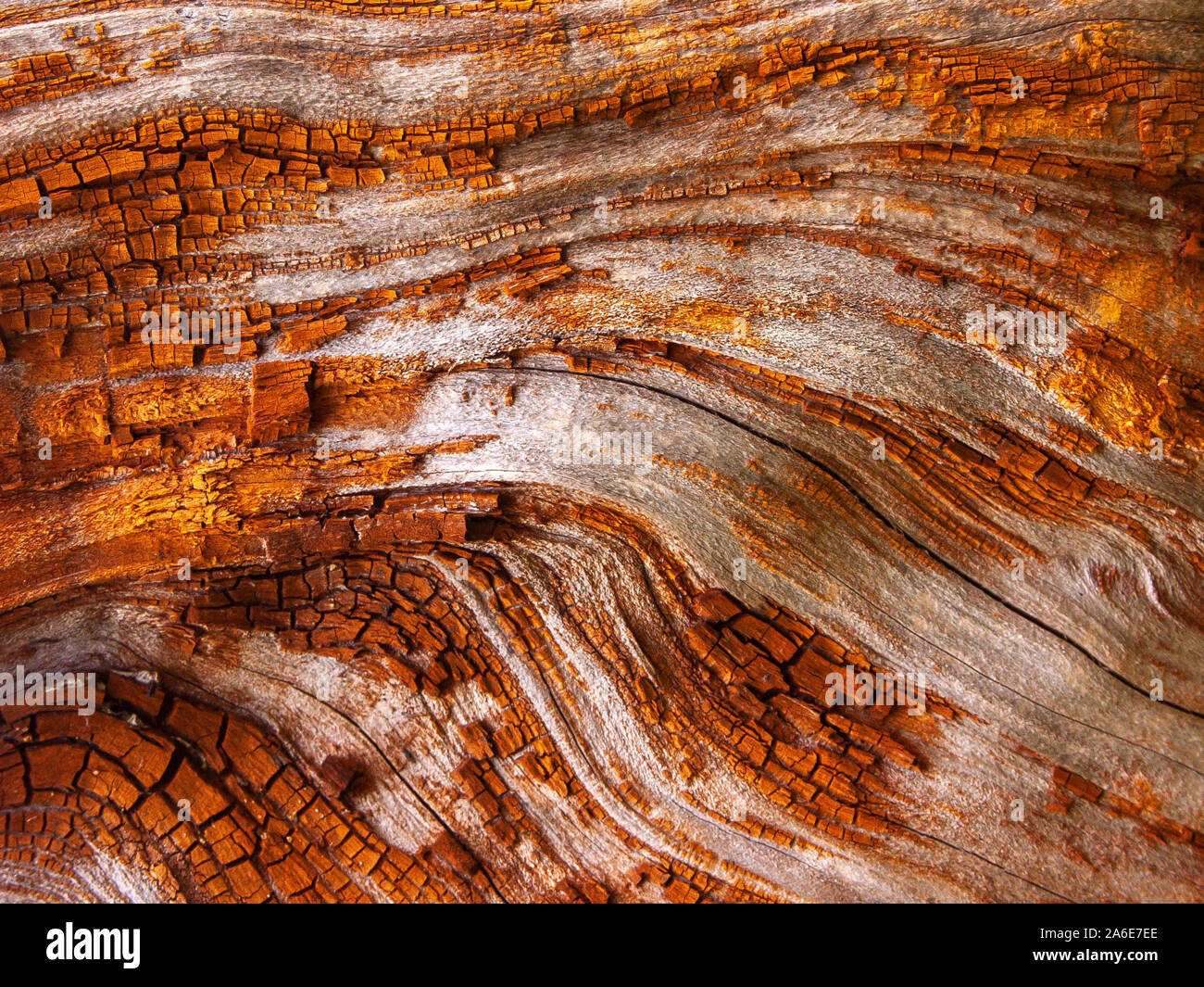 Detail of red oak Bark eroded by time, plant of a centuries-old park ...