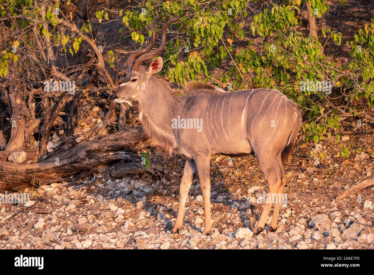 Kudu horns hi-res stock photography and images - Alamy