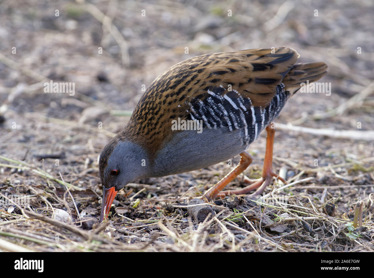 Water Rail - Rallus aquaticus Bird feeding in dry marsh Stock Photo - Alamy