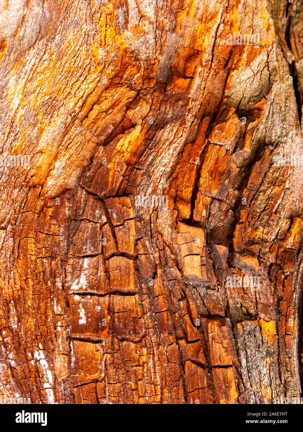 Detail of red oak Bark eroded by time, plant of a centuries-old park ...