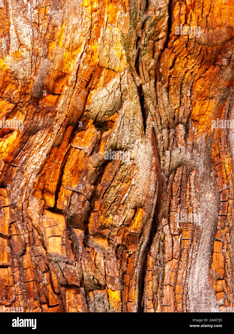 Detail of red oak Bark eroded by time, plant of a centuries-old park ...
