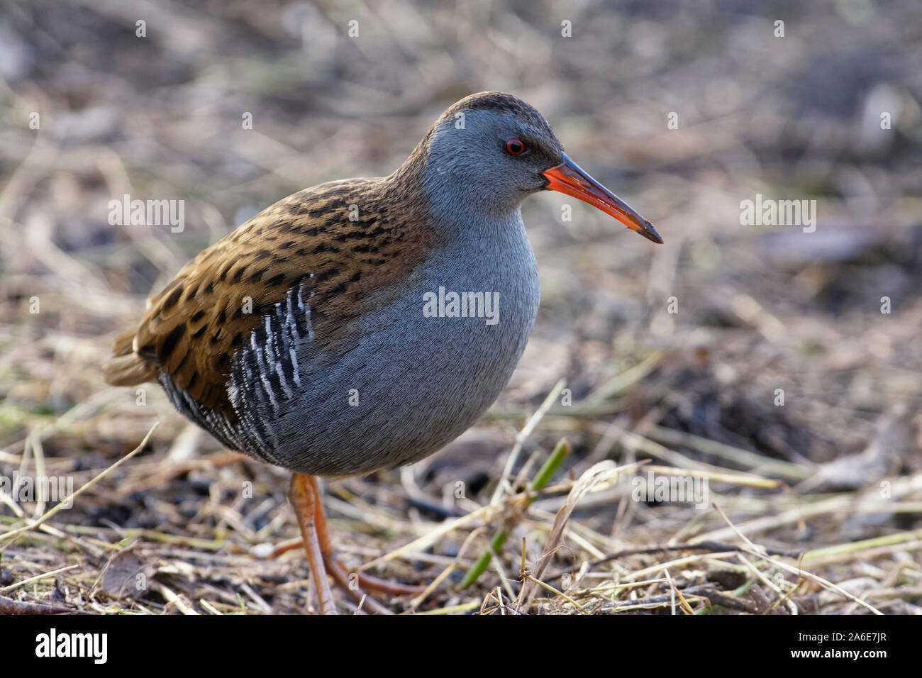 Water Rail - Rallus aquaticus Bird on dry marsh Stock Photo - Alamy
