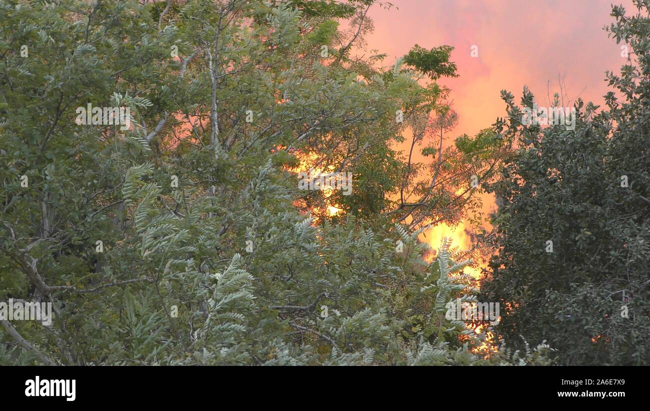 Trees catch fire near houses and residential buildings. Firefighters ...