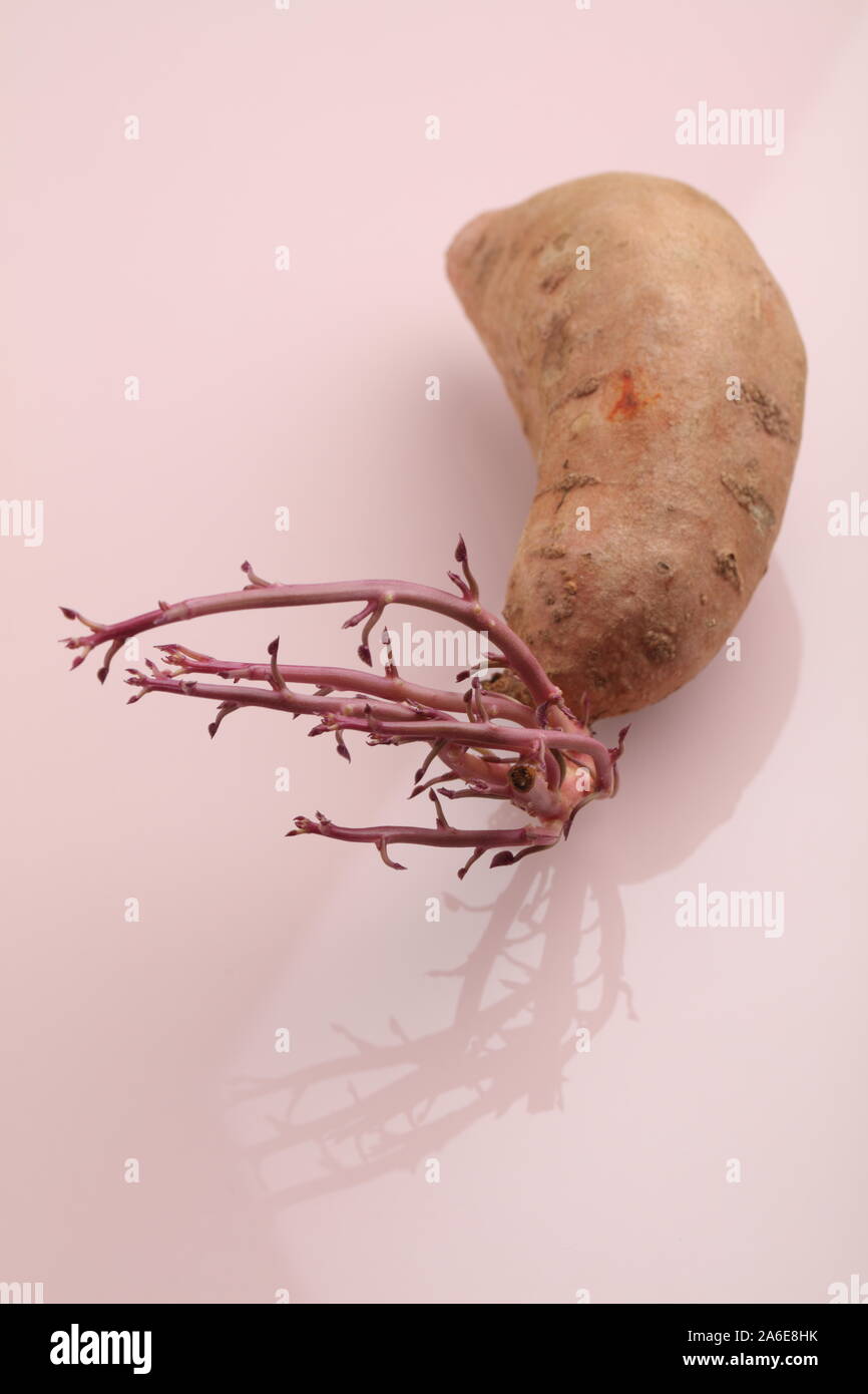Sweet Potato Growing Pink Sprouts at Callie Ellis blog