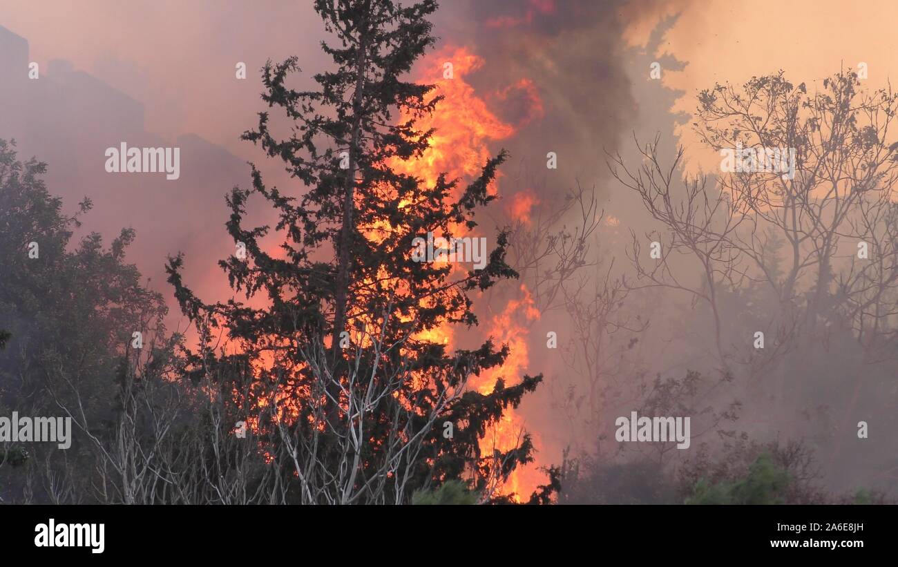 Trees and brush catch fire with huge flames and burn violently Stock ...