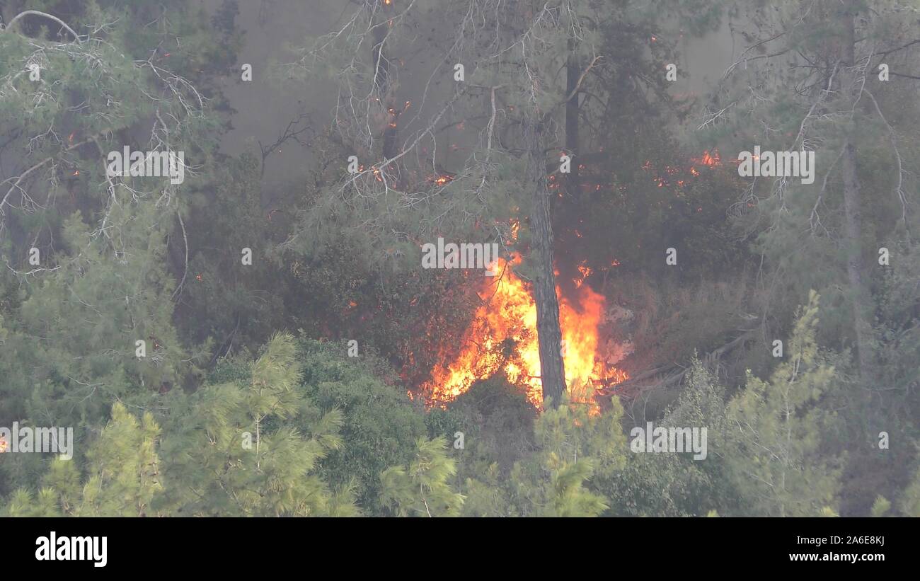 Trees and brush catch fire with huge flames and burn violently Stock ...