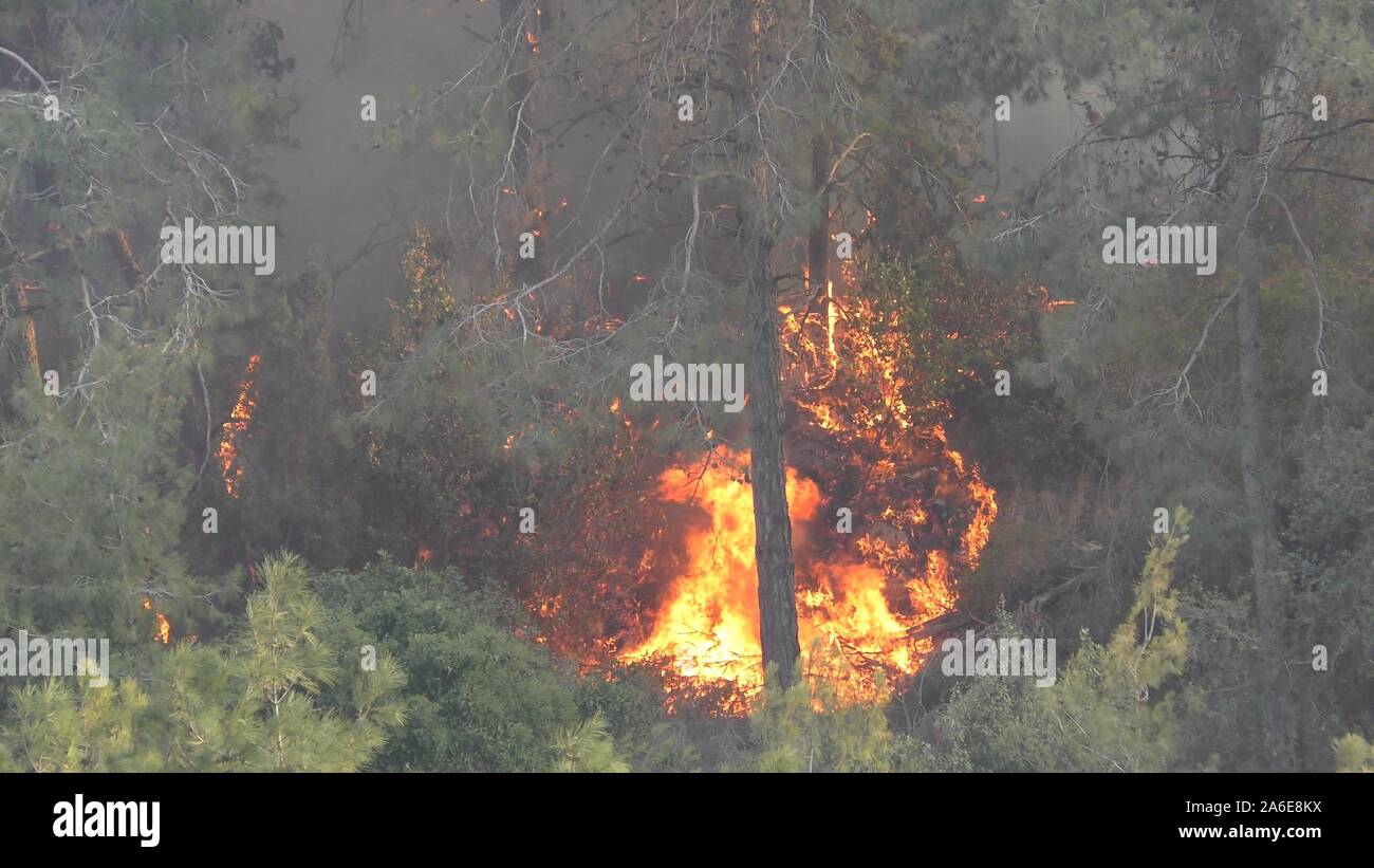 Trees and brush catch fire with huge flames and burn violently Stock ...