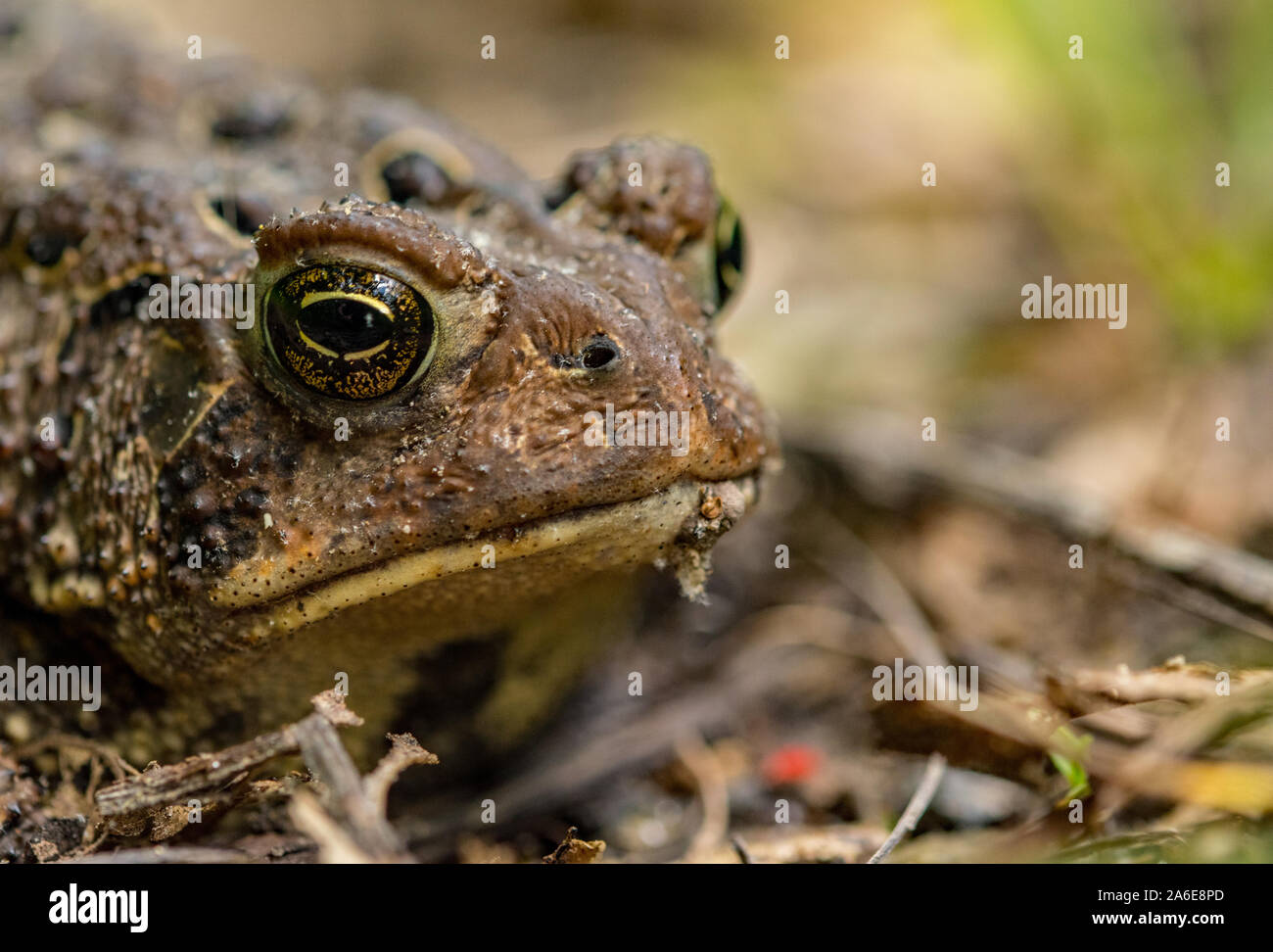 Macro frog hi-res stock photography and images - Alamy