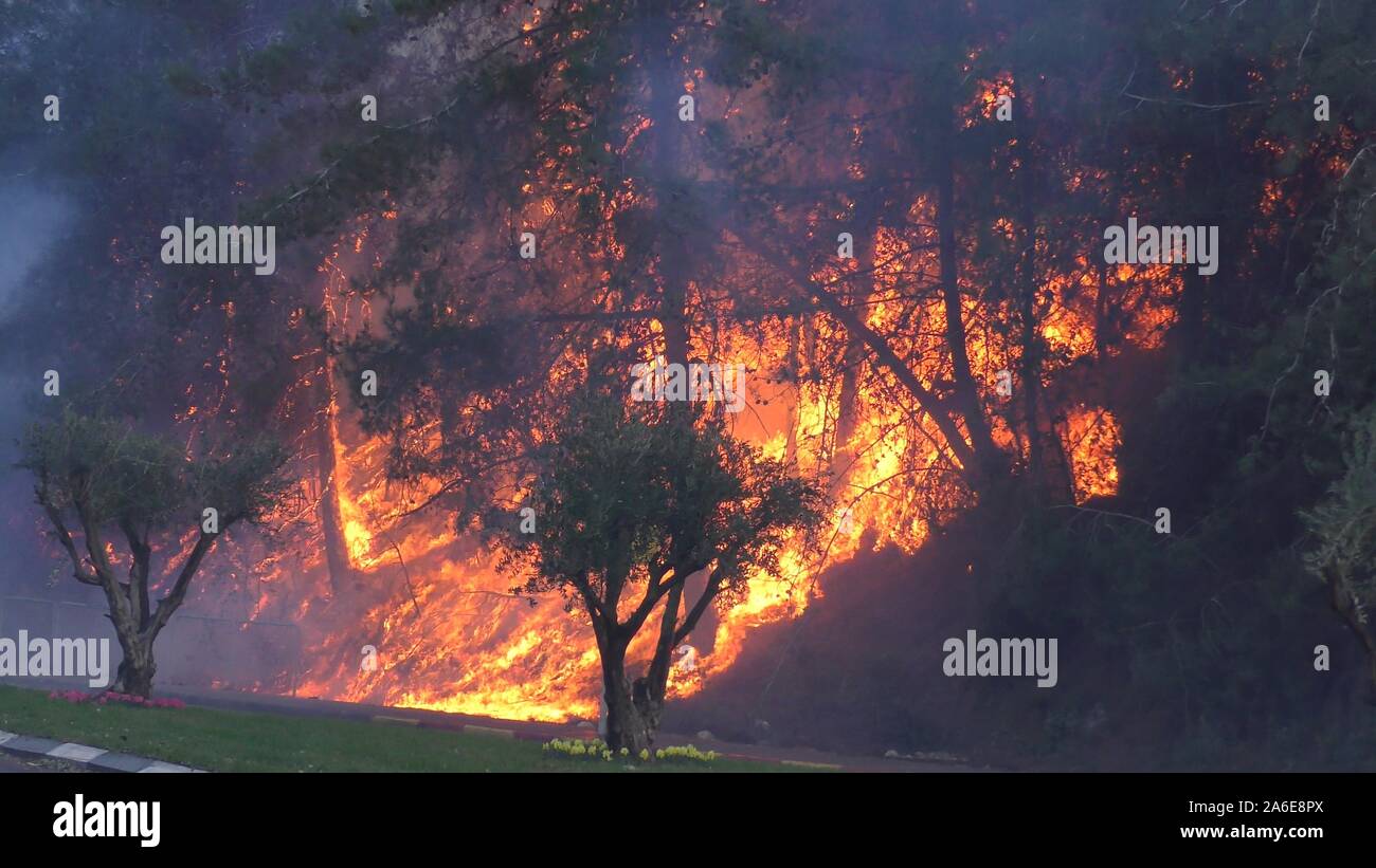 Trees catch fire near houses and residential buildings. Firefighters ...