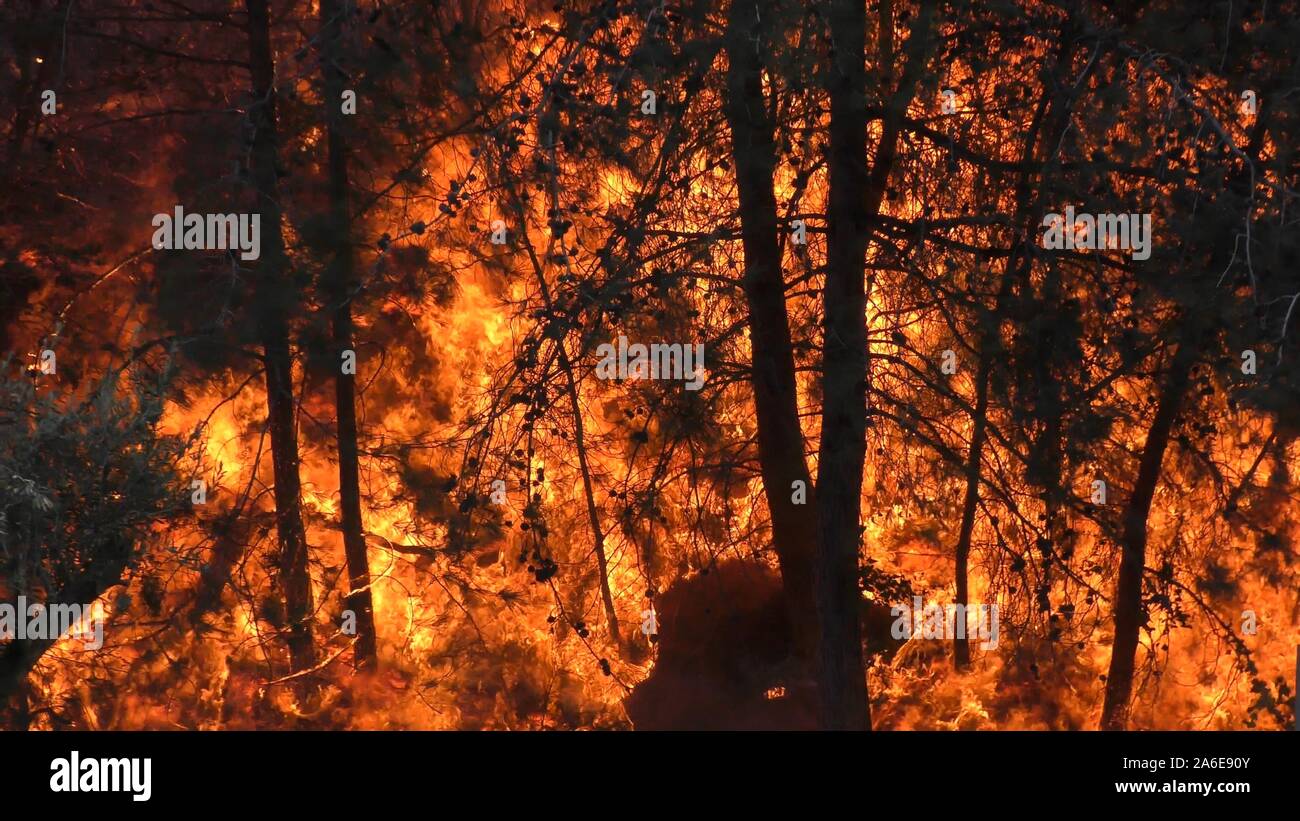 Trees and brush catch fire with huge flames and burn violently Stock ...