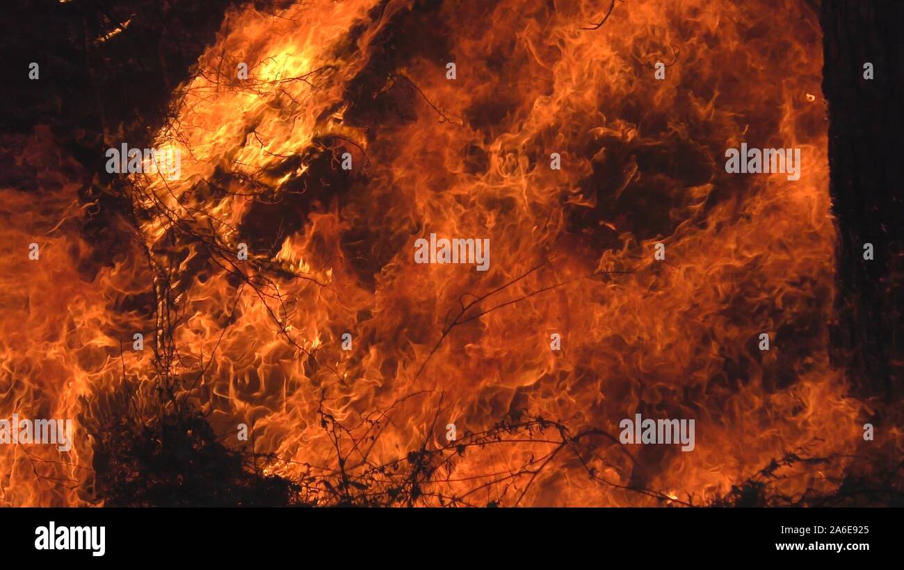 Trees and brush catch fire with huge flames and burn violently Stock ...