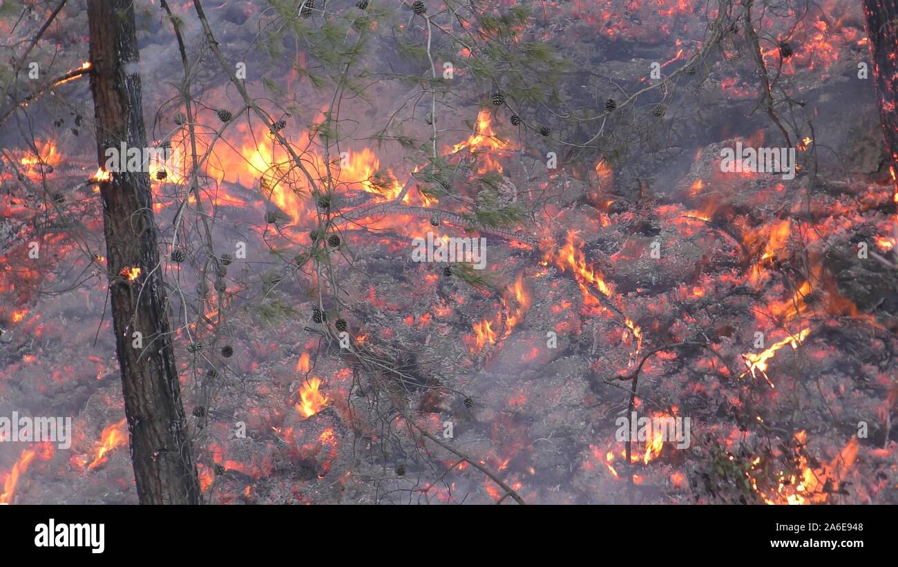Trees and brush catch fire with huge flames and burn violently Stock ...