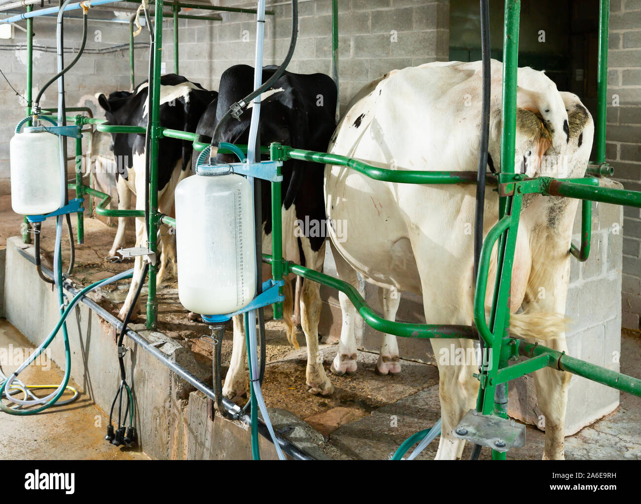 Milking facility on modern dairy farm close up Stock Photo - Alamy