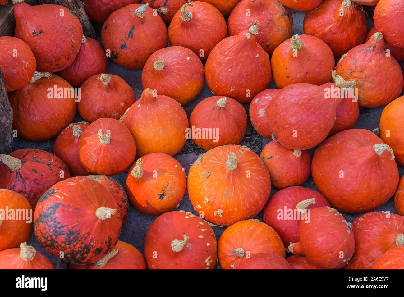 Lots of colorful pumpkins laid out in the row. Colored pumpkin as ...