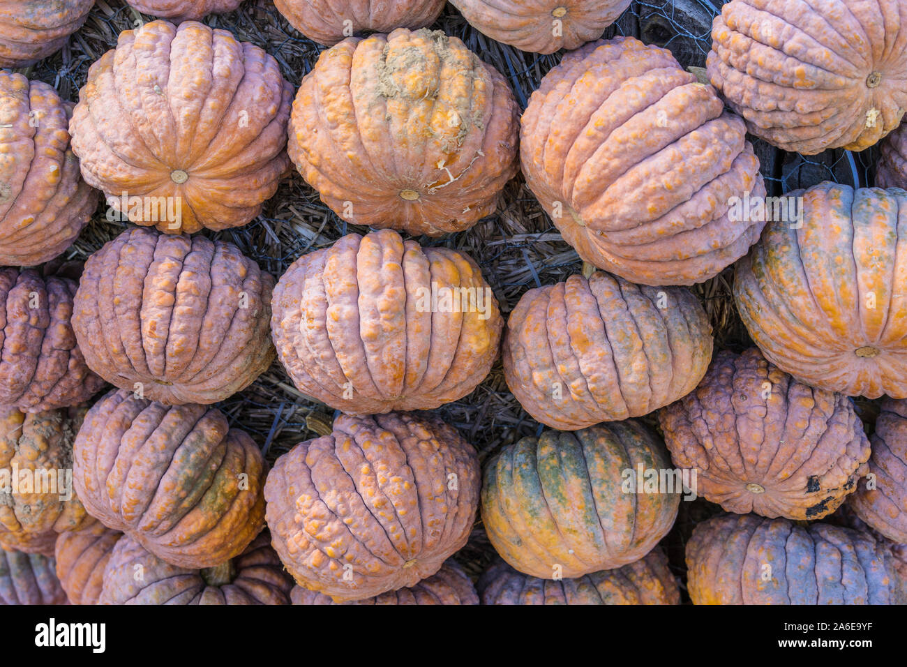 Lots of colorful pumpkins laid out in the row. Colored pumpkin as ...