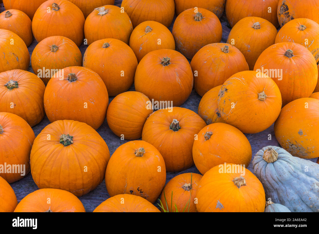 Lots of colorful pumpkins laid out in the row. Colored pumpkin as ...