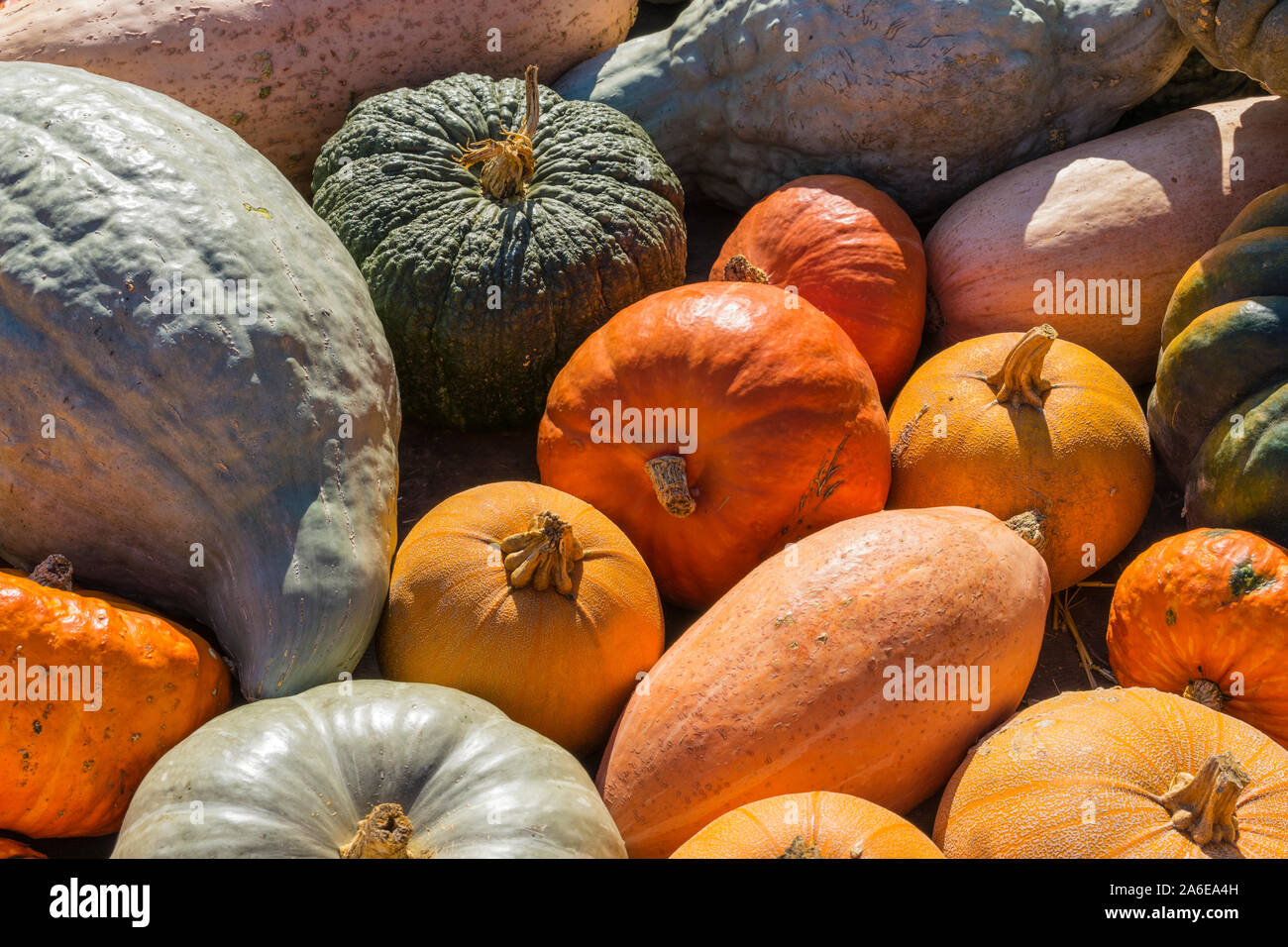Lots of colorful pumpkins laid out in the row. Colored pumpkin as ...