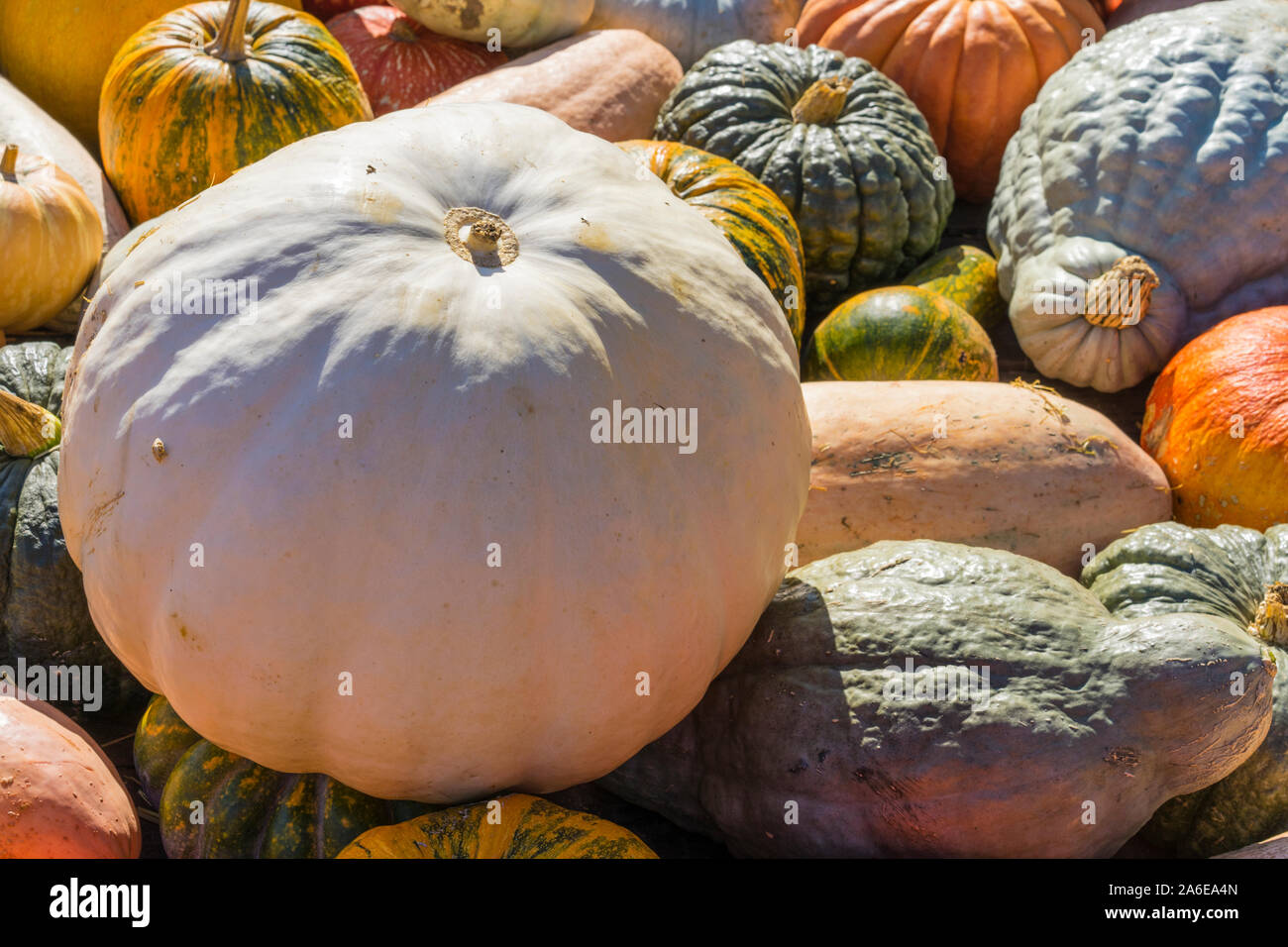 Lots of colorful pumpkins laid out in the row. Colored pumpkin as ...
