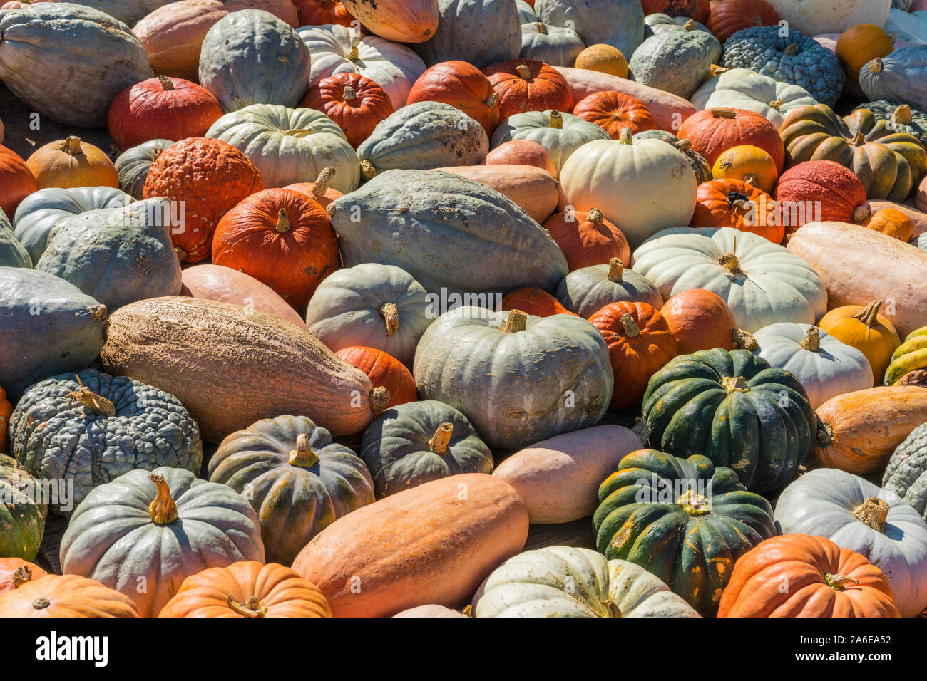Lots of colorful pumpkins laid out in the row. Colored pumpkin as ...