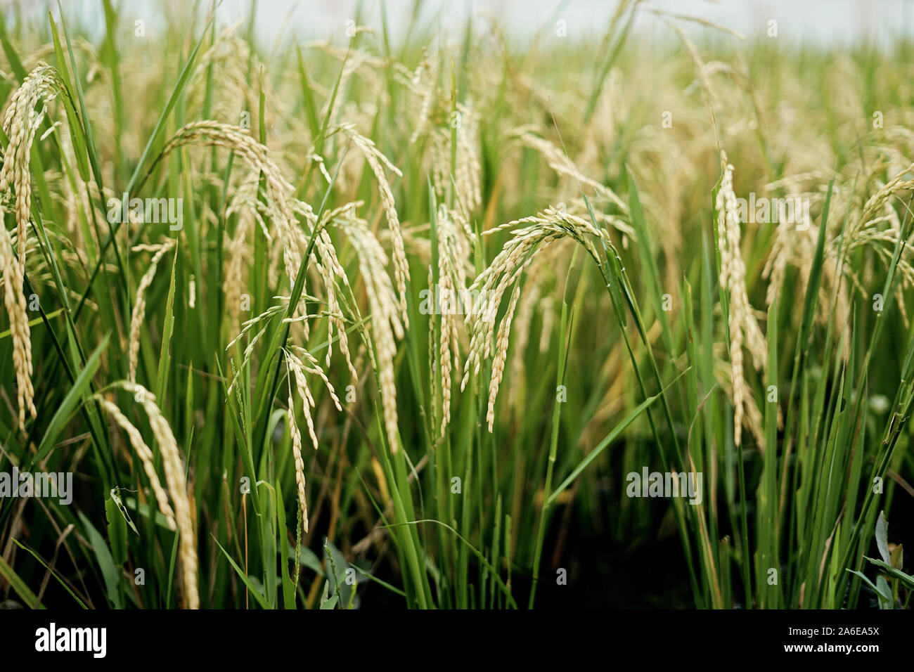 Organic Rice Paddy Plants in farmland Stock Photo - Alamy