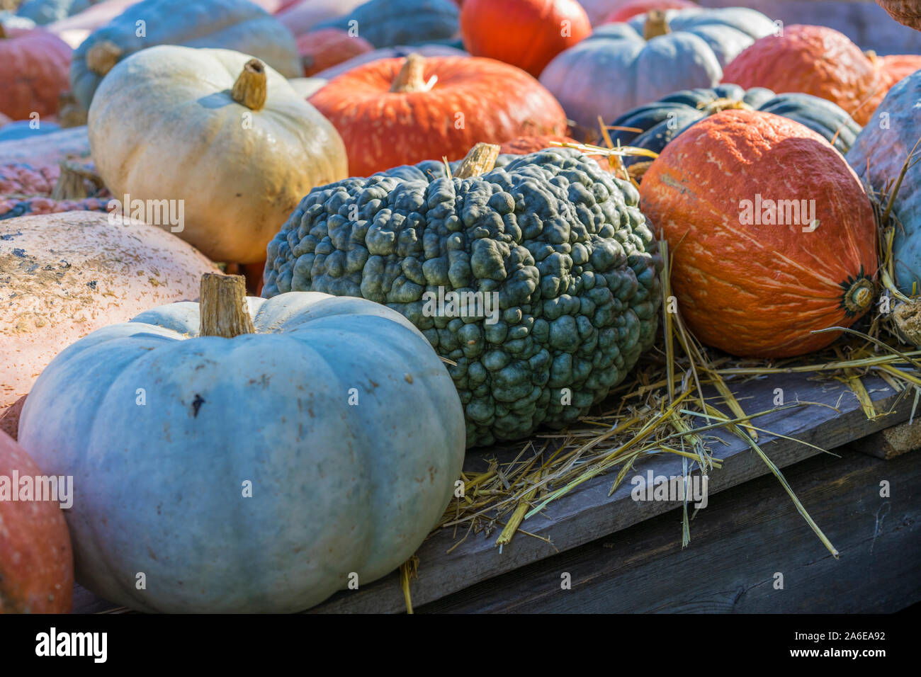 Lots of colorful pumpkins laid out in the row. Colored pumpkin as ...